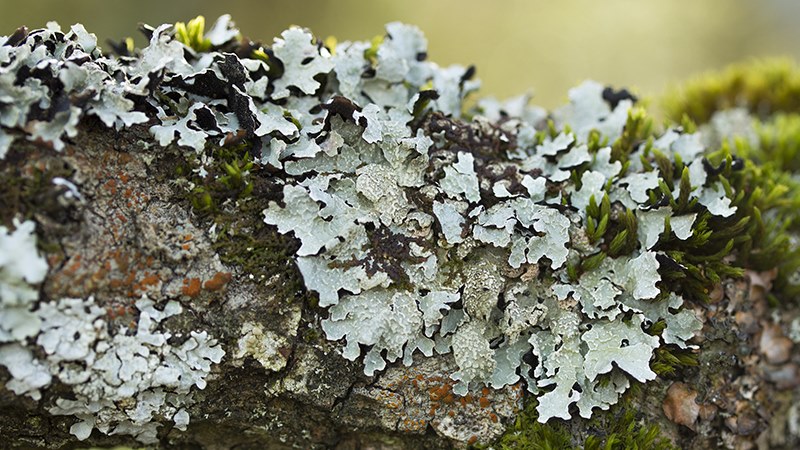Taller de Líquenes : Biología y Estructura, Principales caracteres ...
